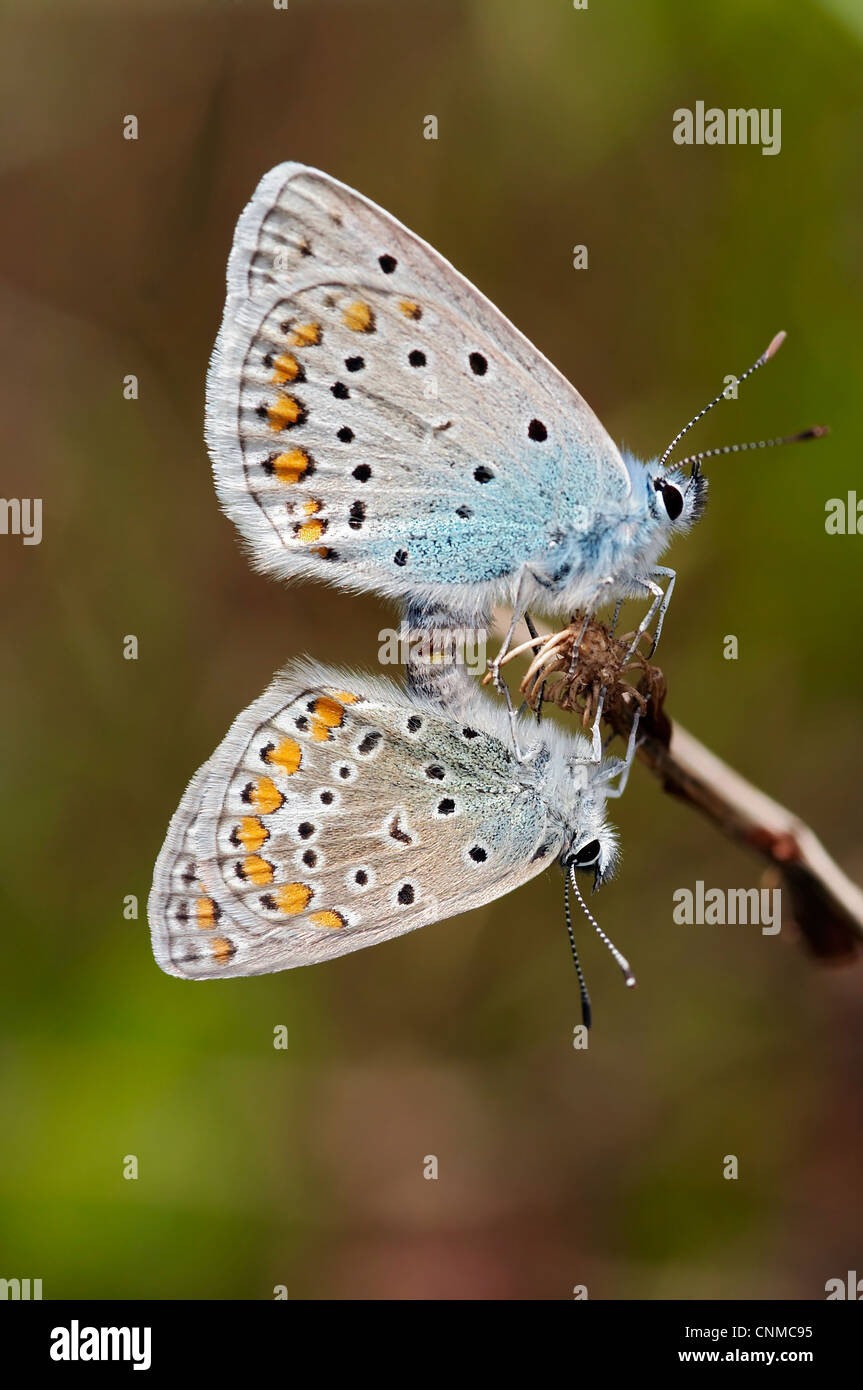 Satyrid butterflies hi-res stock photography and images - Alamy