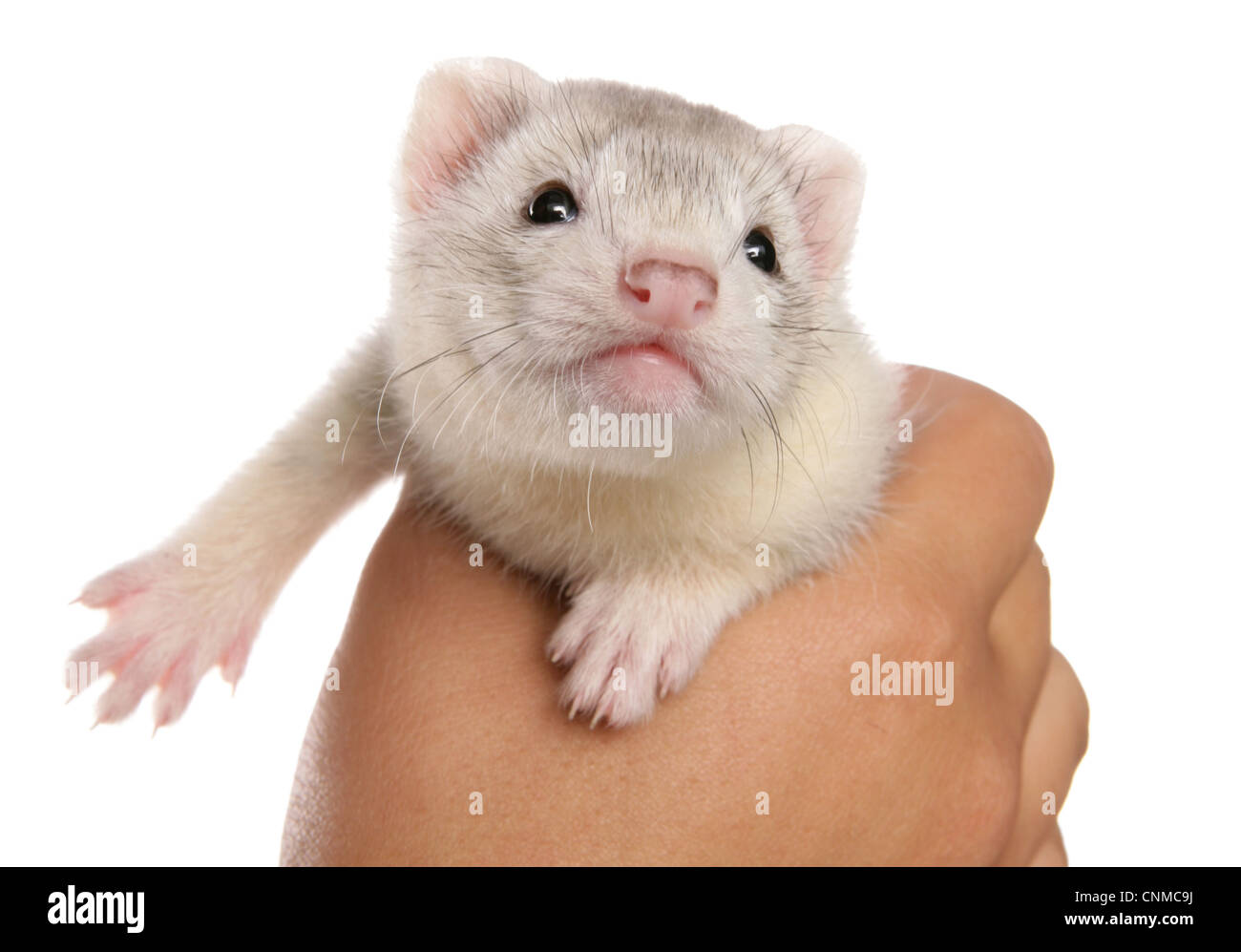 Human animal hybrids hi-res stock photography and images - Alamy