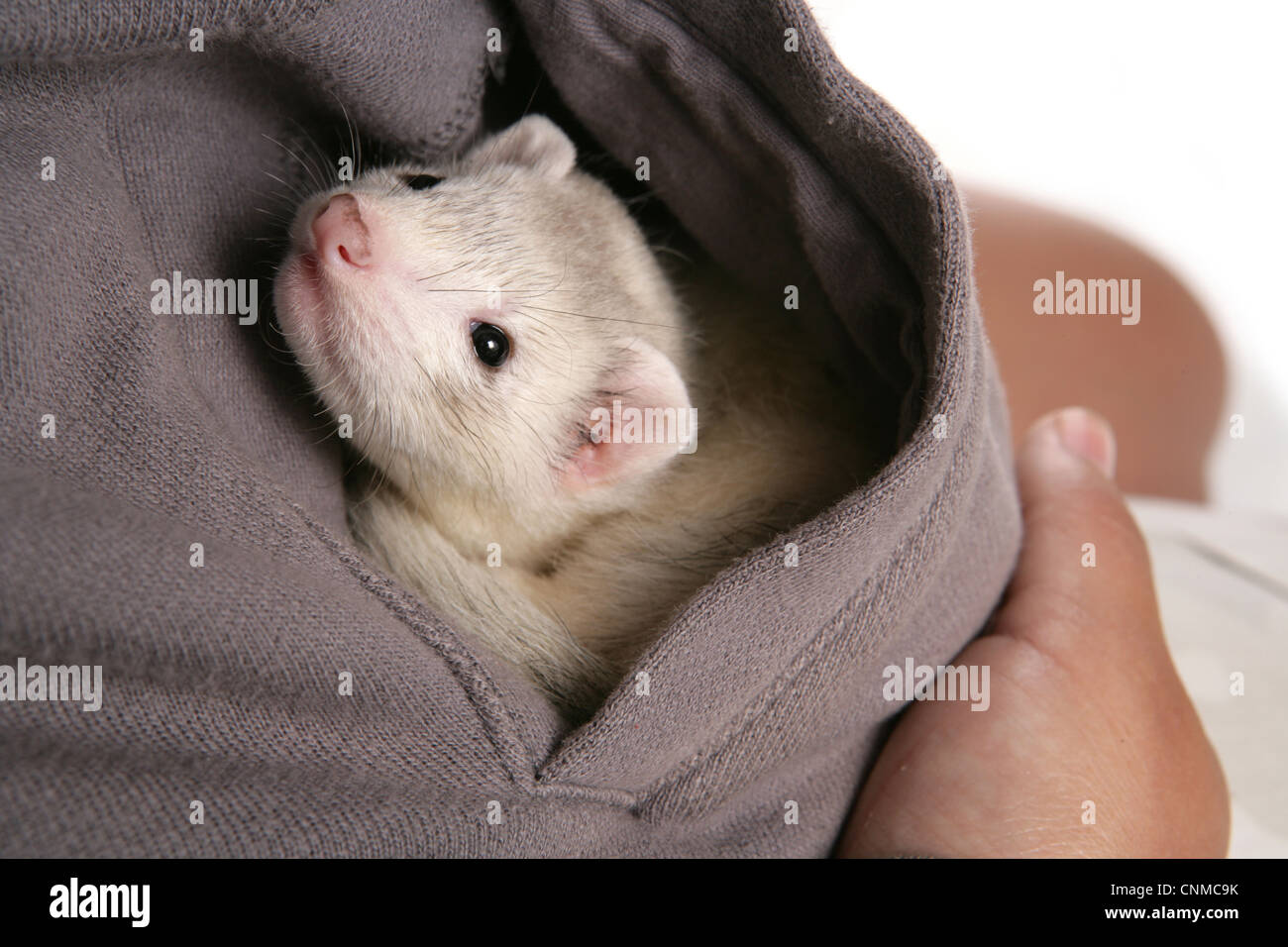 Human animal hybrids hi-res stock photography and images - Alamy