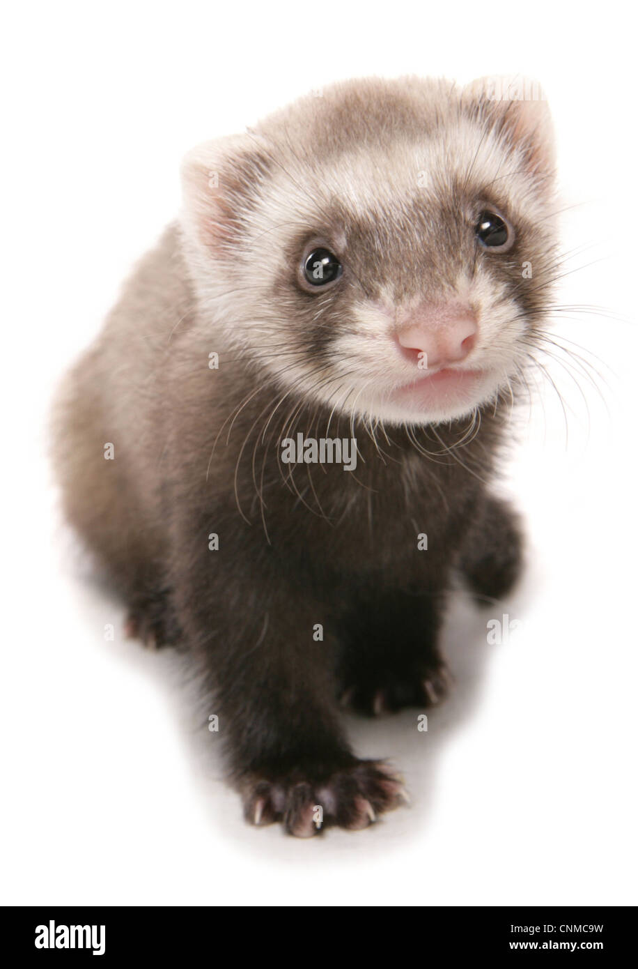 Domestic Polecat Ferret (Mustela putorius x putorius furo) young ...