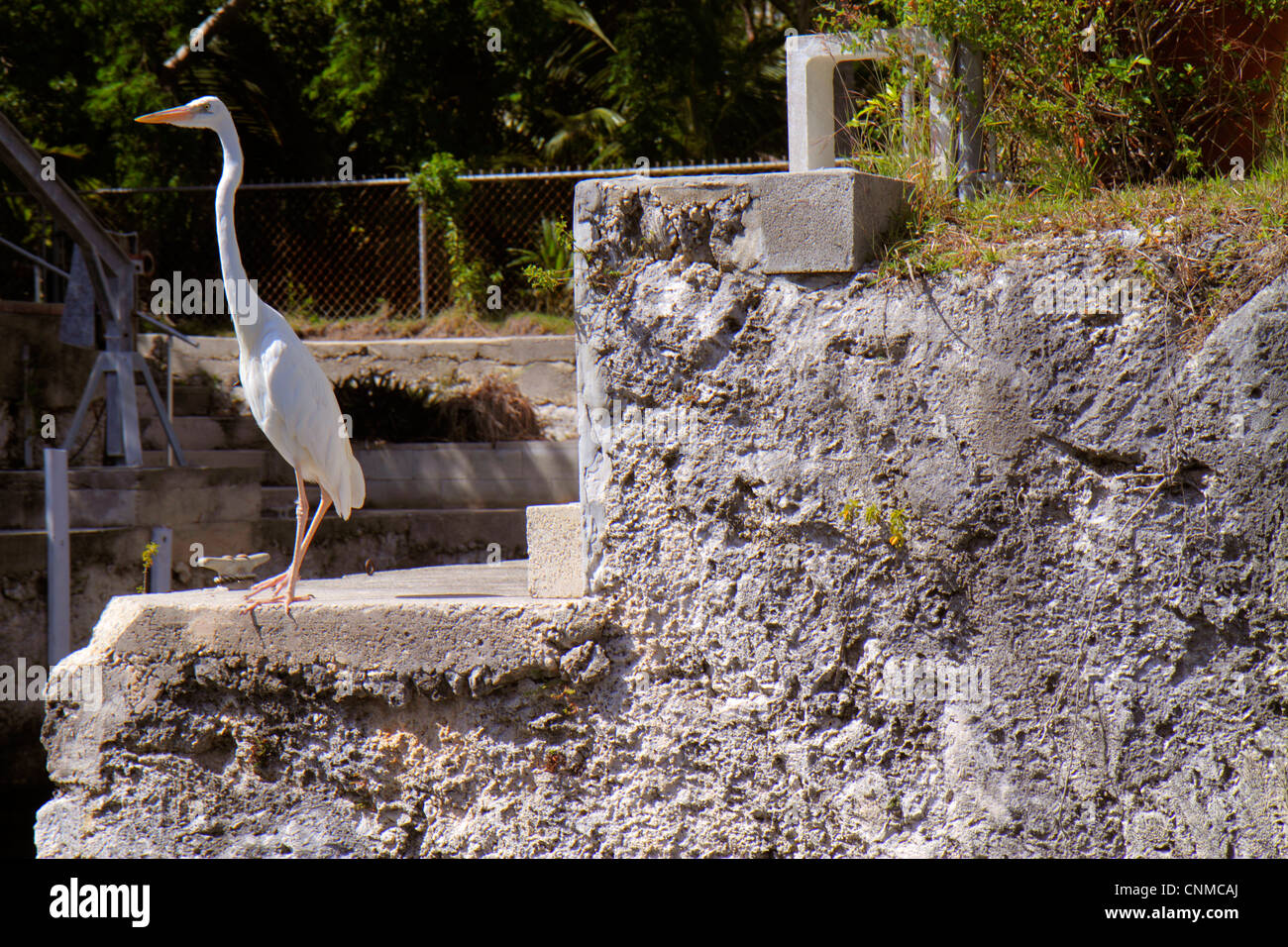 Florida Upper Key Largo Florida Keys,Largo Sound Canal,coralline ...