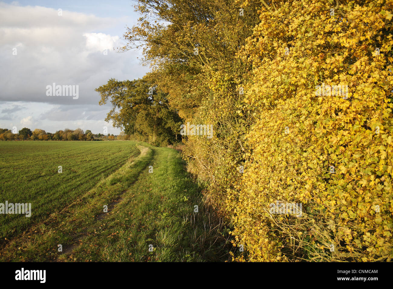 Field Maple Acer campestre leaves autumn colour growing hedgerow beside ...