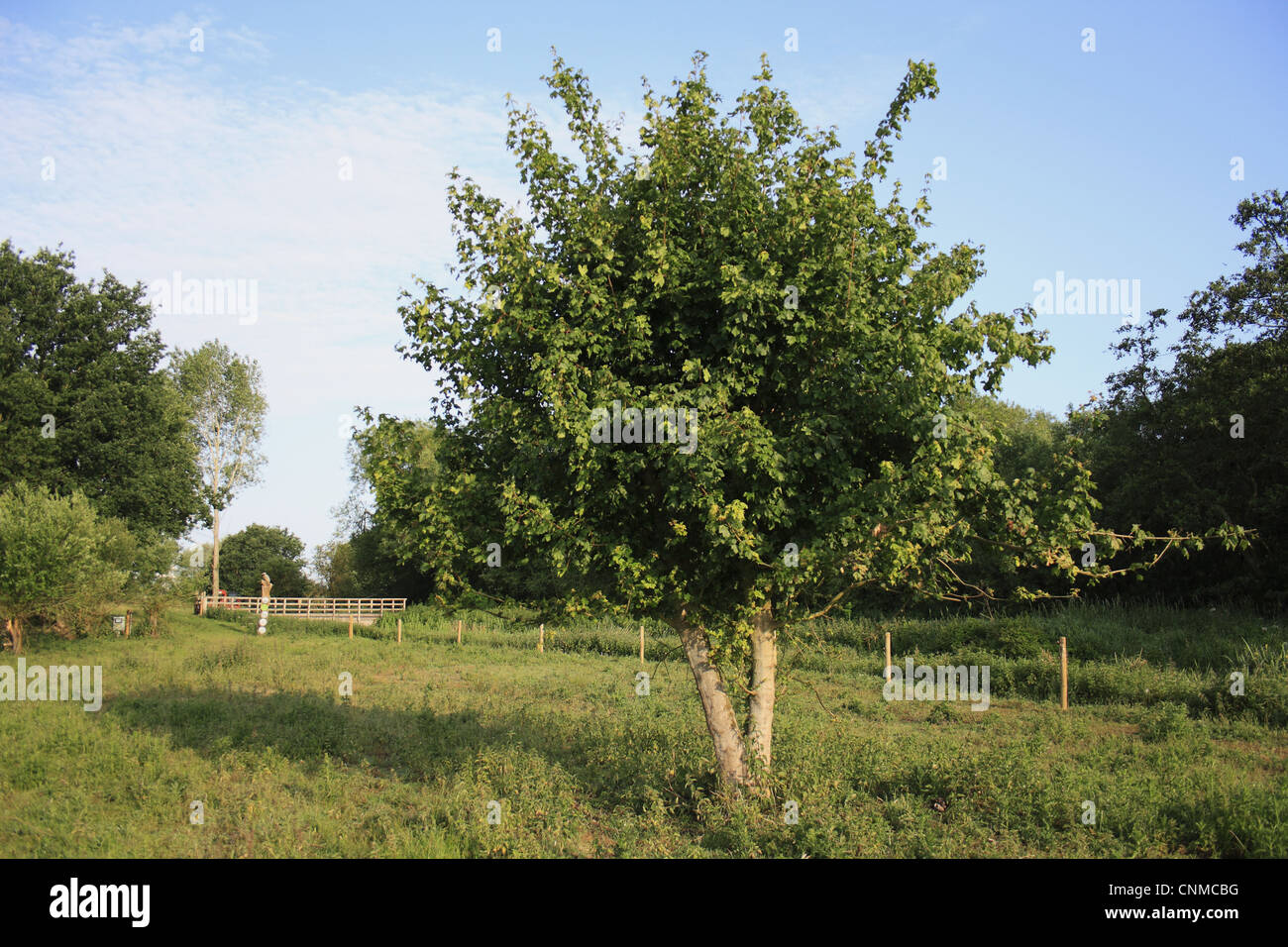 Field Maple Acer campestre habit growing fen habitat Little Ouse ...