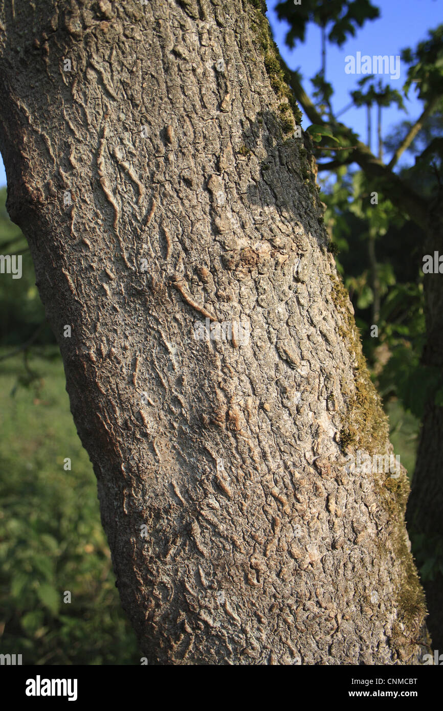 Acer Campestre Bark High Resolution Stock Photography and Images - Alamy