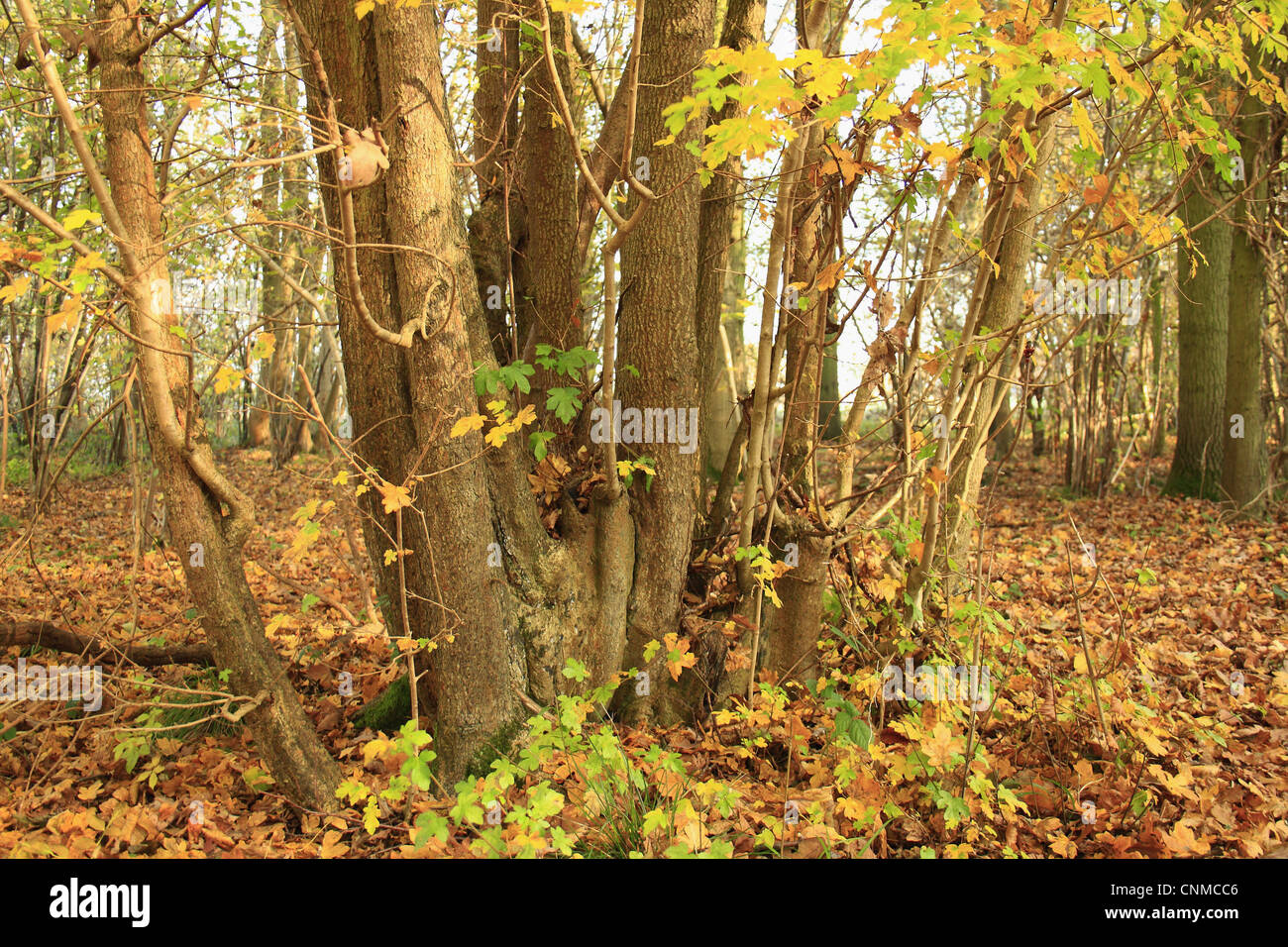 Field Maple Acer campestre coppiced trunk growing in ancient woodland ...
