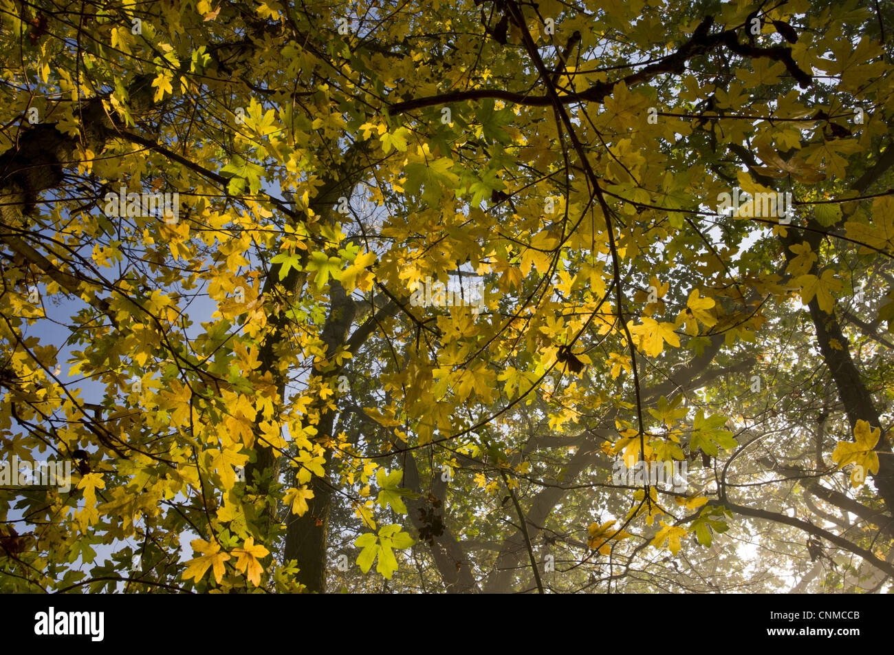 Field Maple Acer campestre leaves autumn colour growing deciduous ...