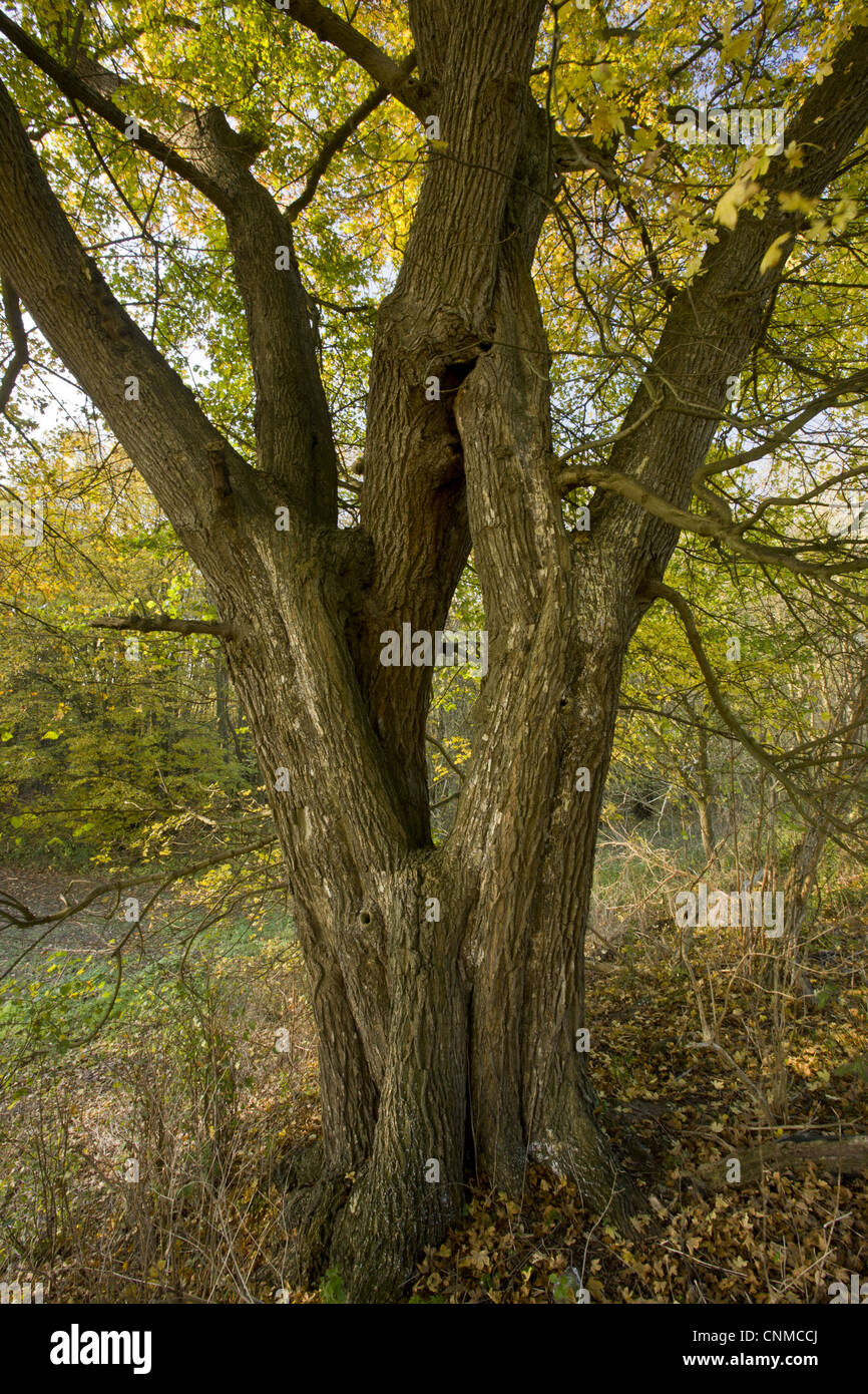 Pollard pollards pollarded pollarding hi-res stock photography and ...