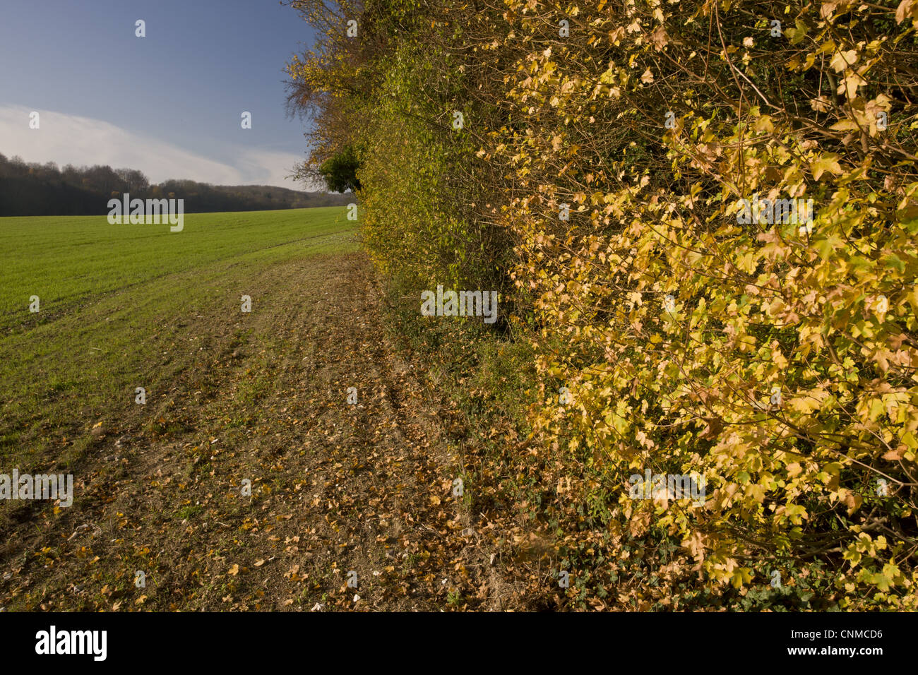 Field Maple Acer campestre leaves autumn colour growing boundary ...