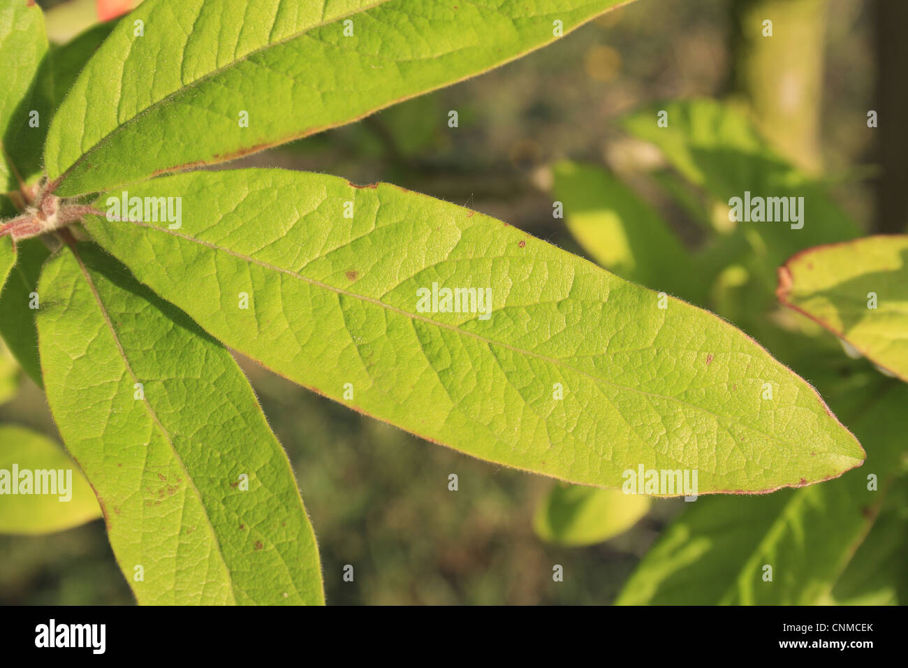 Medlar trees hi-res stock photography and images - Alamy