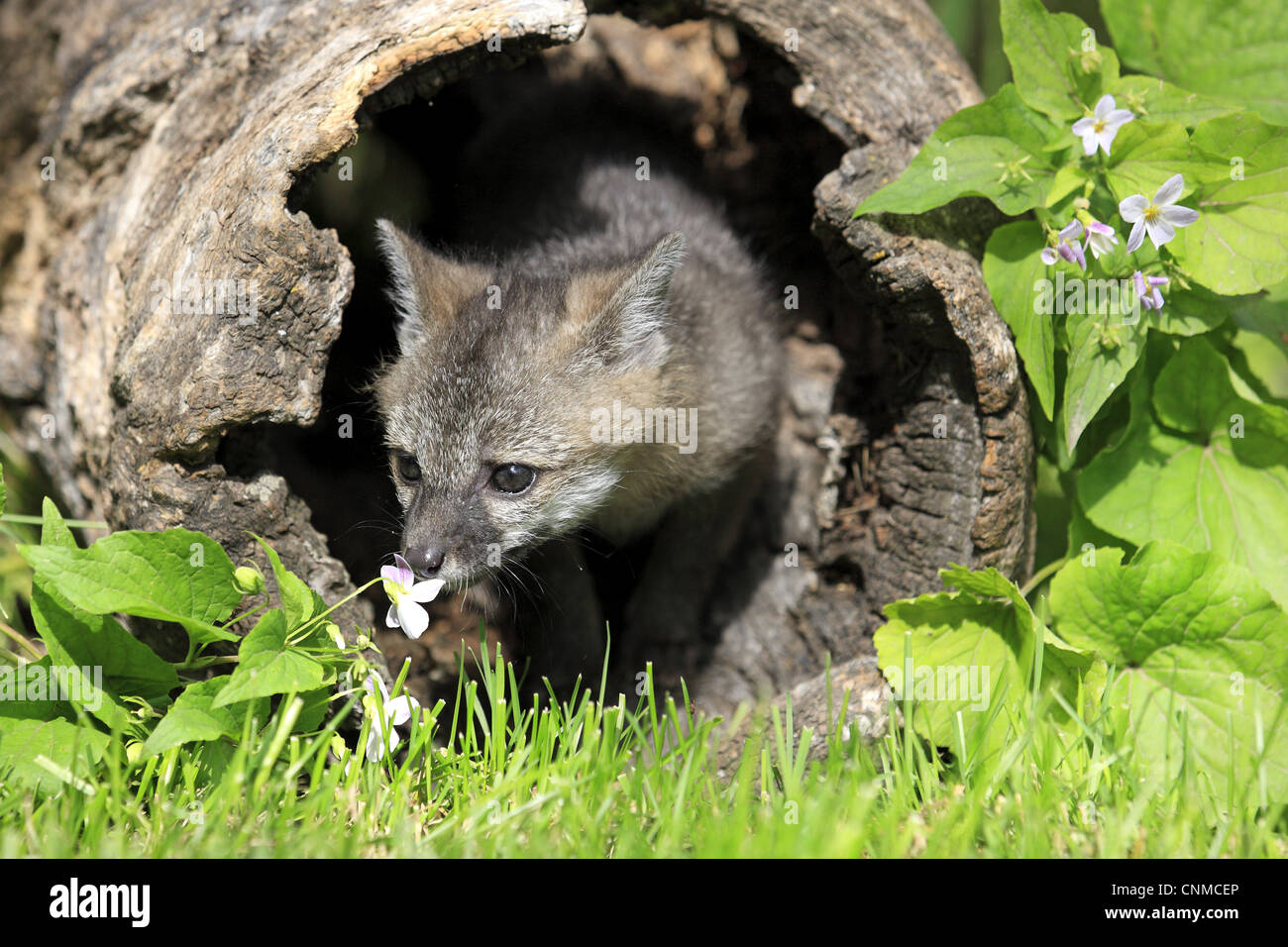 Grey Fox (Urocyon cinereoargenteus) nine-weeks old cub, in hollow log ...