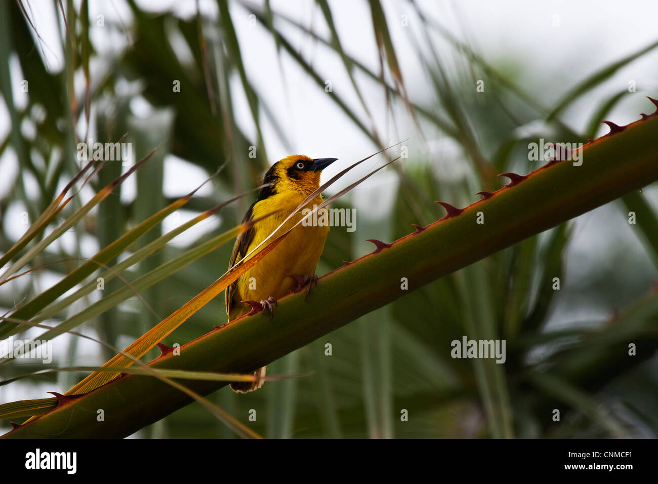 Weaver finch hi-res stock photography and images - Alamy
