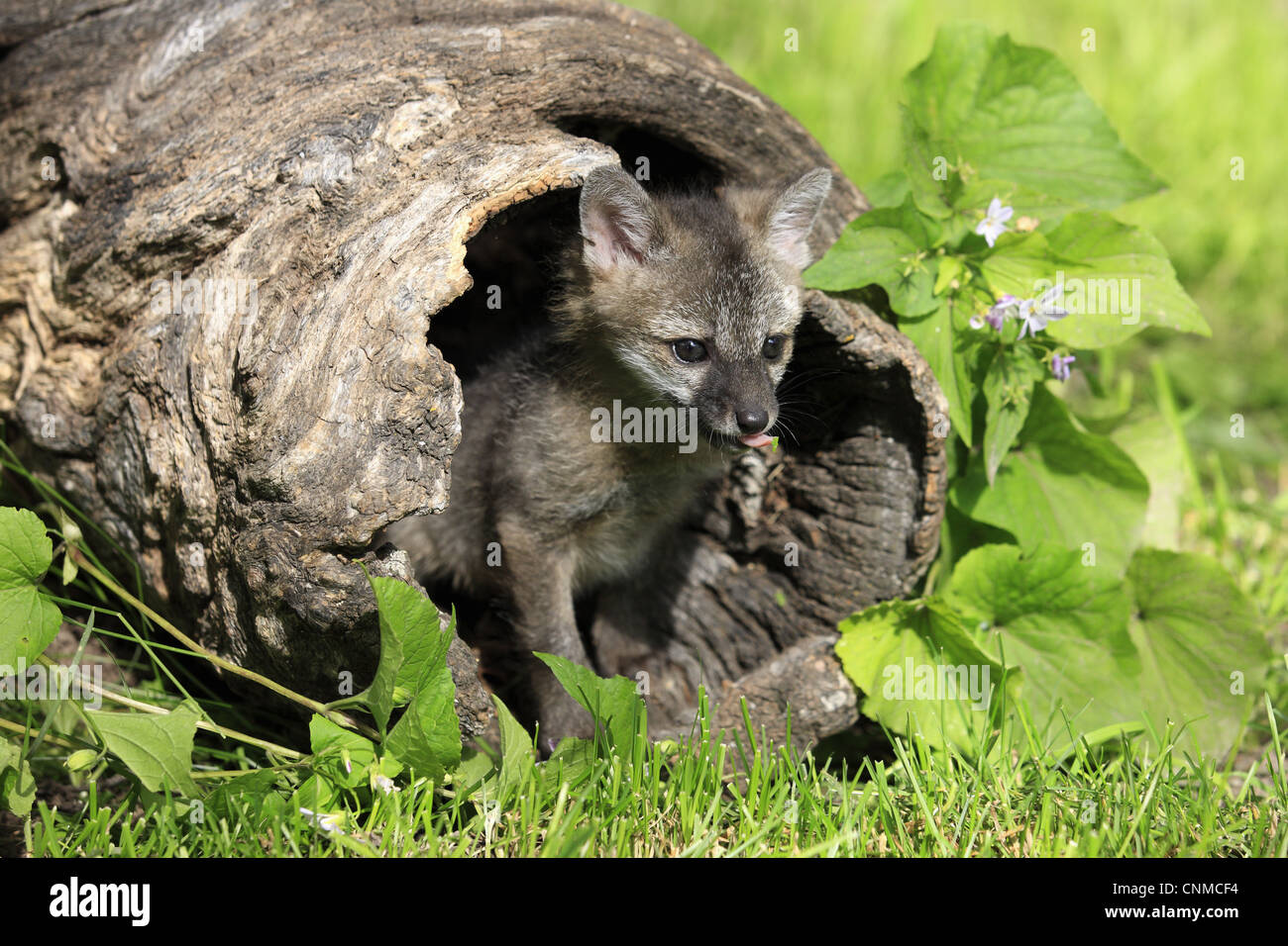 Grey Fox (Urocyon cinereoargenteus) nine-weeks old cub, in hollow log ...