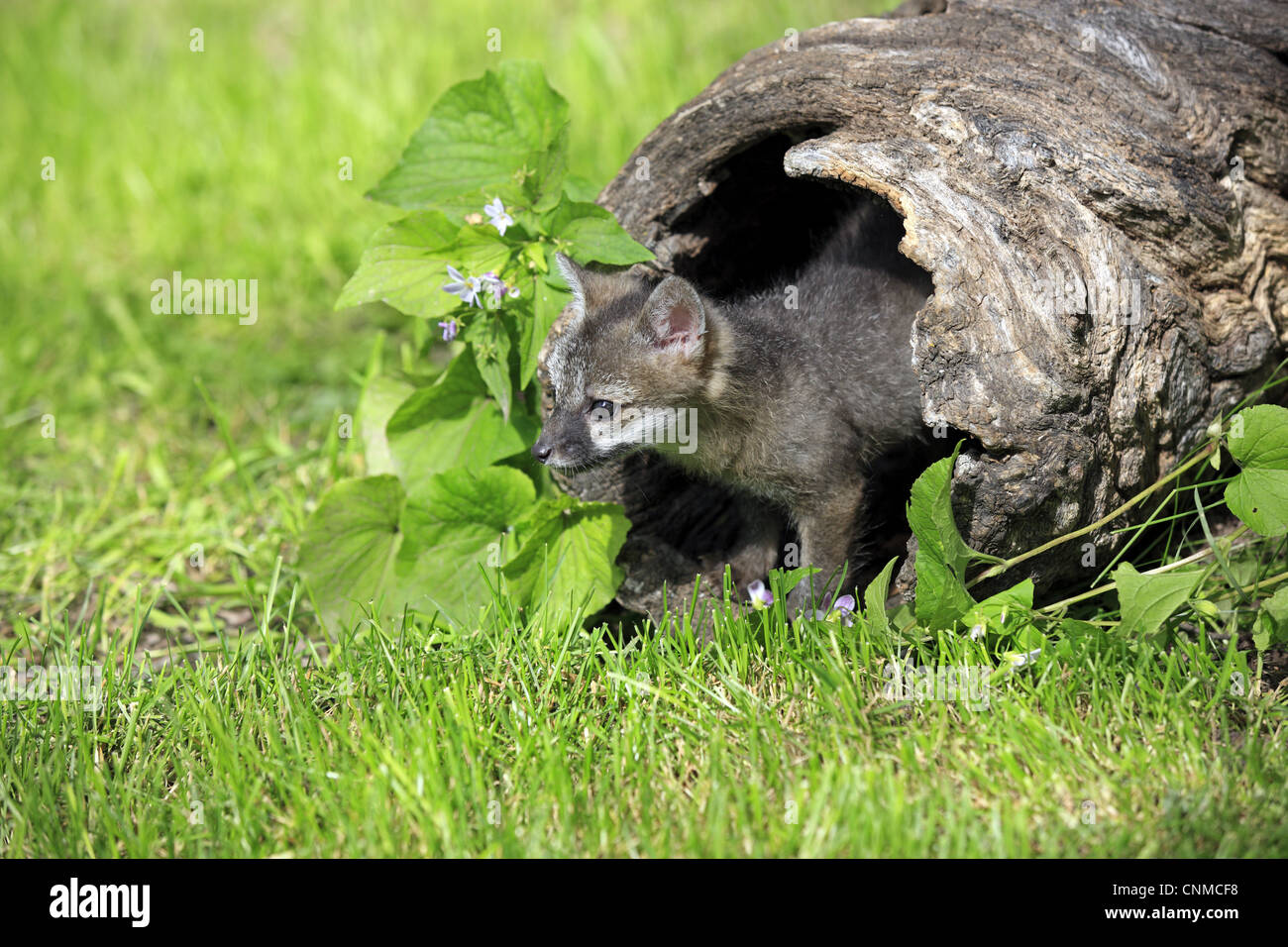Grey Fox (Urocyon cinereoargenteus) nine-weeks old cub, in hollow log ...