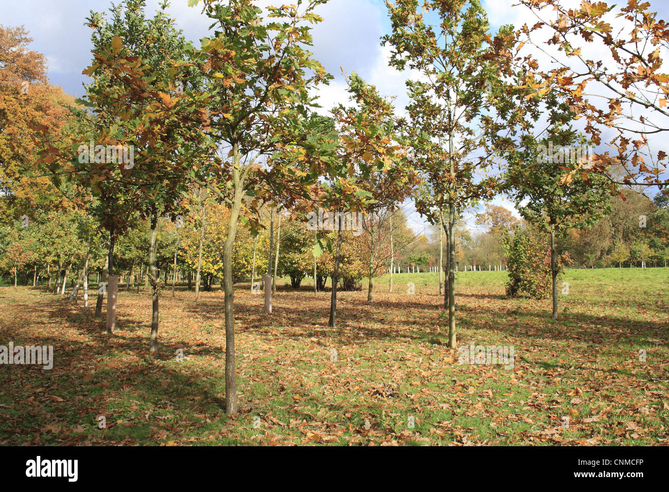 Common Oak Quercus robur young trees growing new 'Millenium' woodland ...