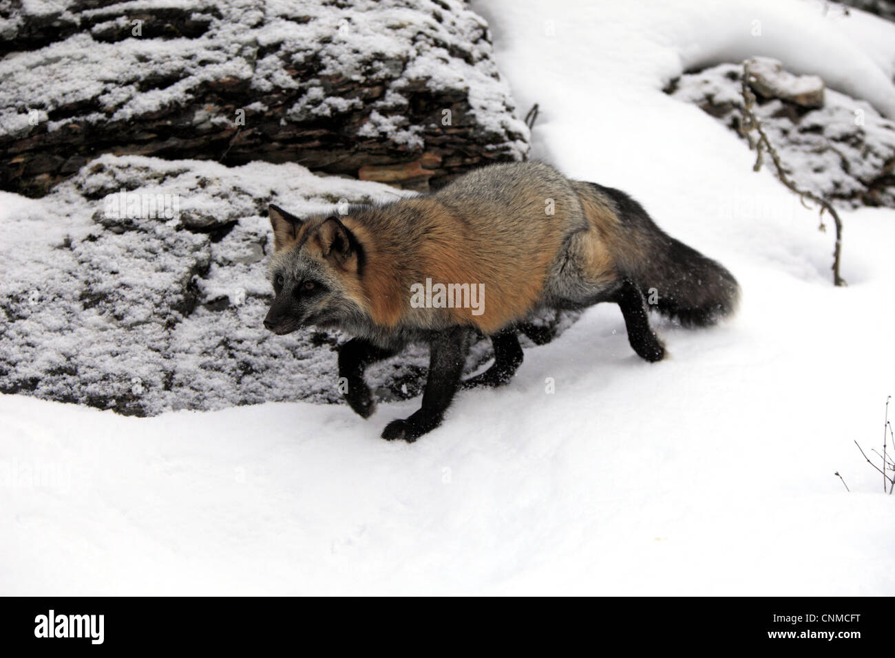 American Red Fox (Vulpes vulpes fulva) 'Cross Fox' colour phase, adult ...