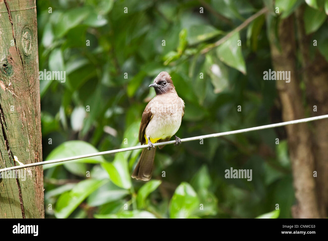 Yellow-vented Bulbul, Pycnonotus goiavier Stock Photo - Alamy