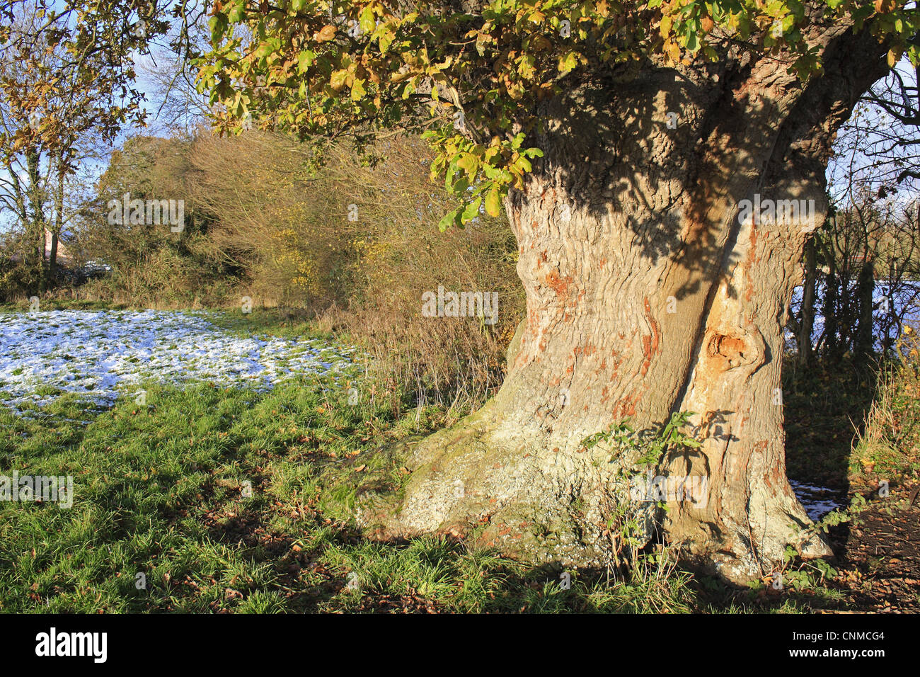 Common Oak Quercus robur ancient tree close-up trunk bole hedgerow edge ...