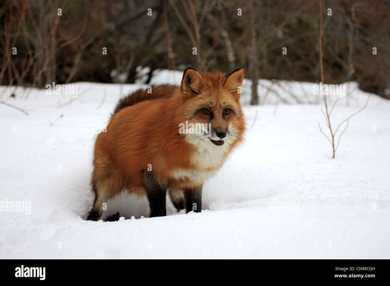 Fox poo faeces hi-res stock photography and images - Alamy