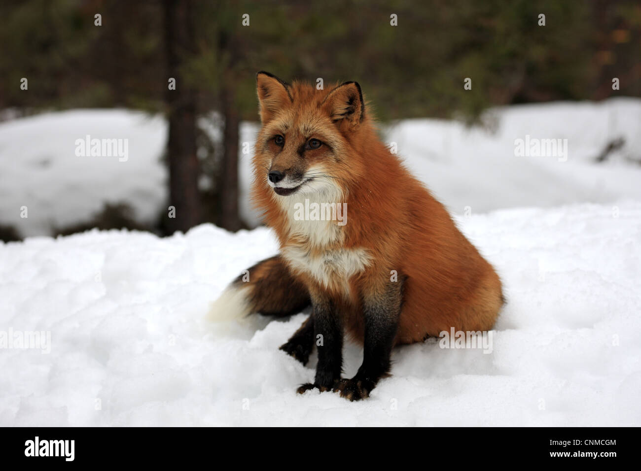 Red fox in winter montana hi-res stock photography and images - Alamy