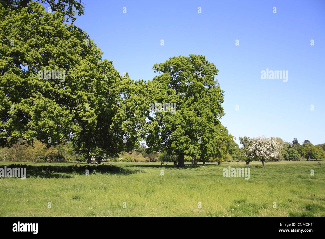 Common Oak Quercus robur habit mature trees growing in parkland habitat ...