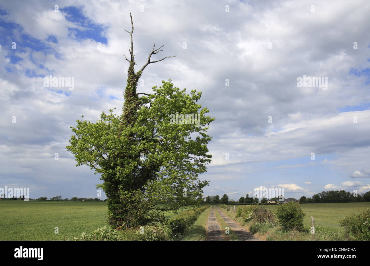 Common Oak Quercus robur 'stag head' dead branches protruding leafy ...
