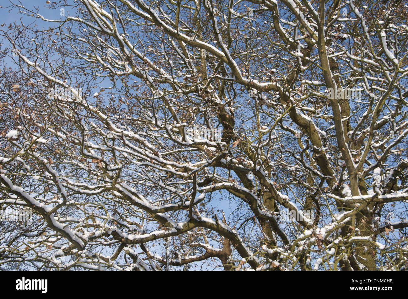 Branches of oak hi-res stock photography and images - Alamy