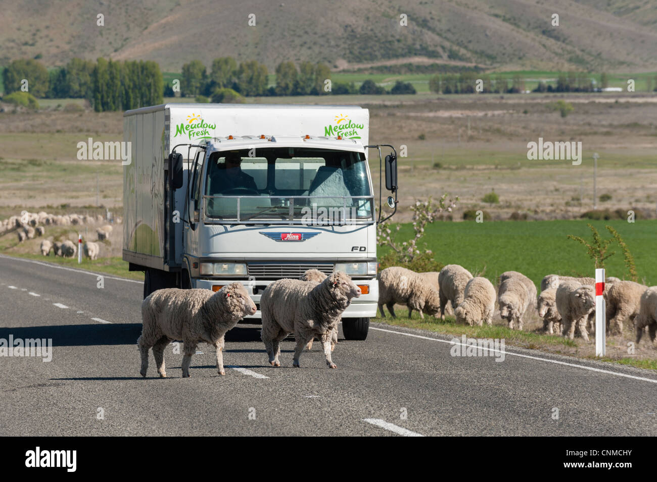 Lorry and sheep hi-res stock photography and images - Alamy