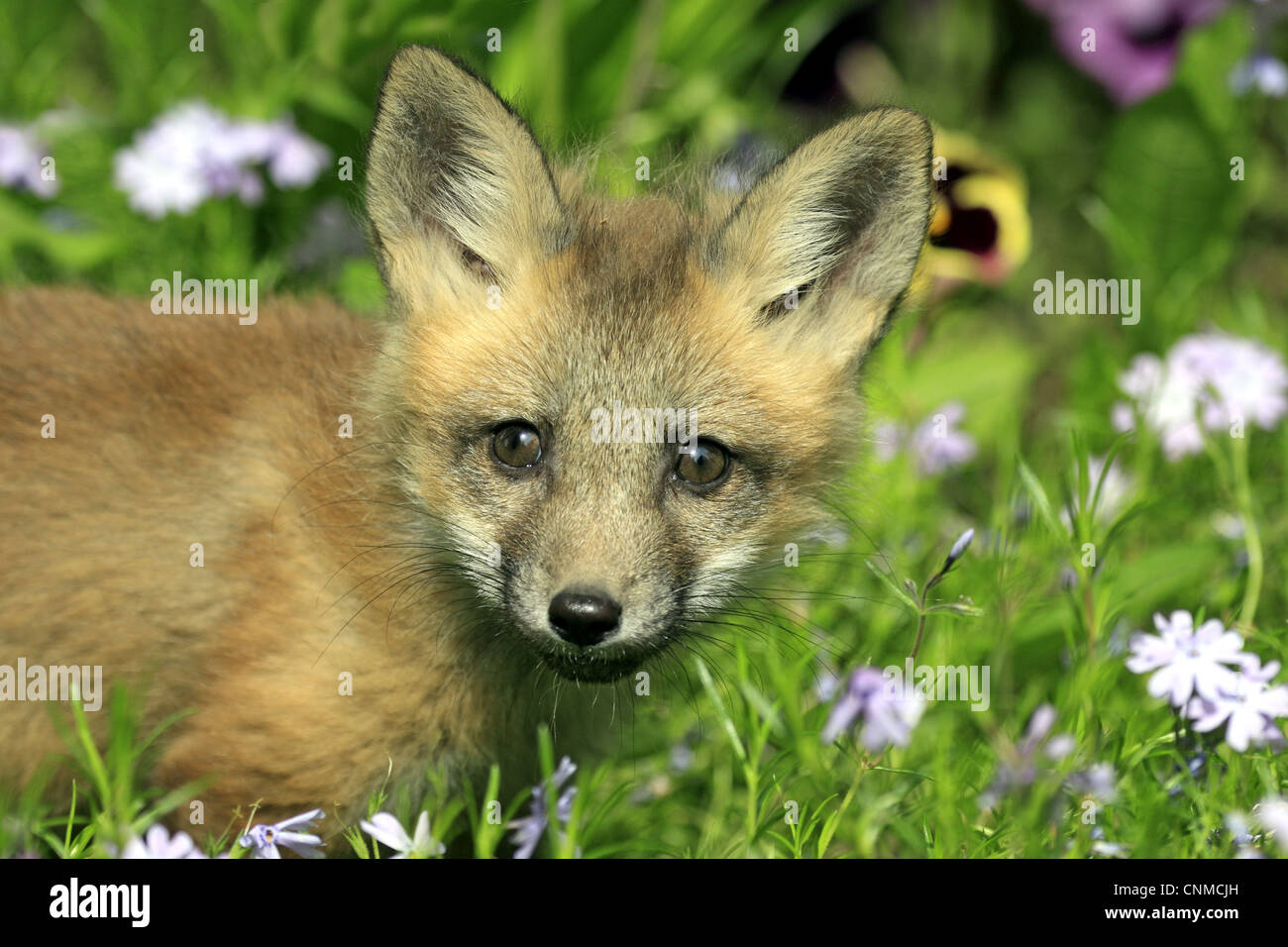 Red fox cub weeks old hi-res stock photography and images - Alamy