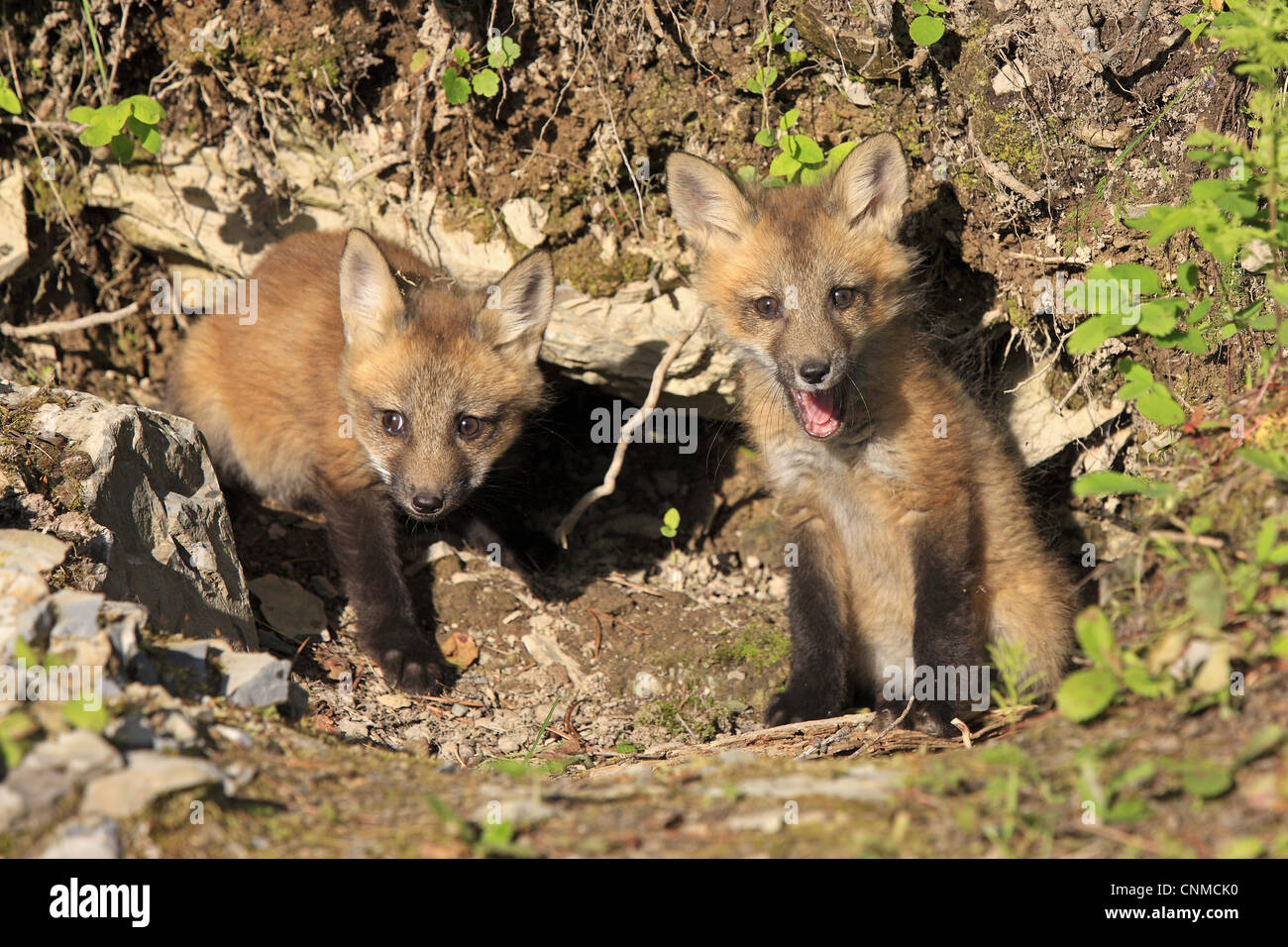 Red fox cub weeks old hi-res stock photography and images - Alamy