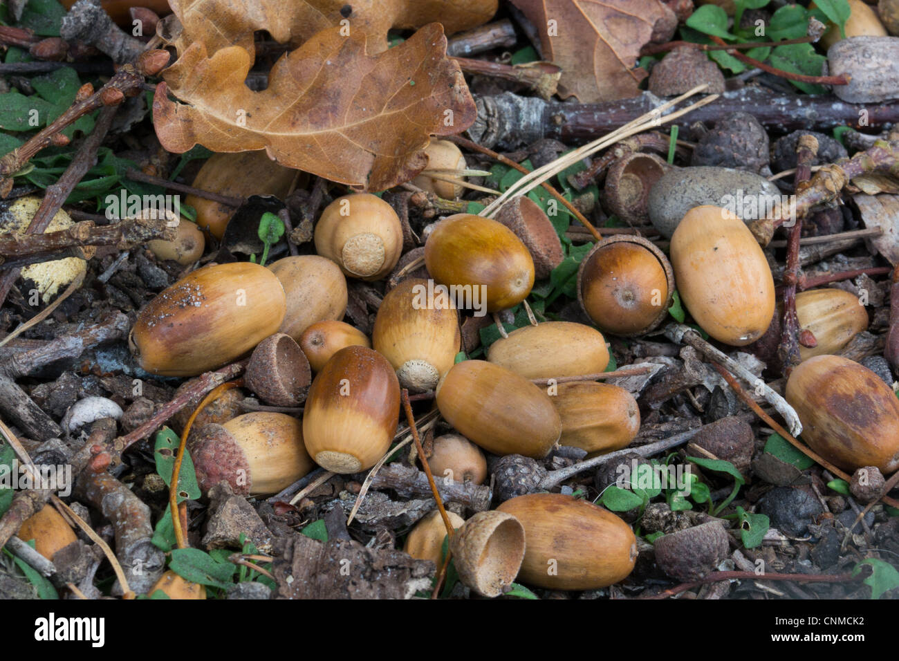 Oak trees acorns hi-res stock photography and images - Alamy