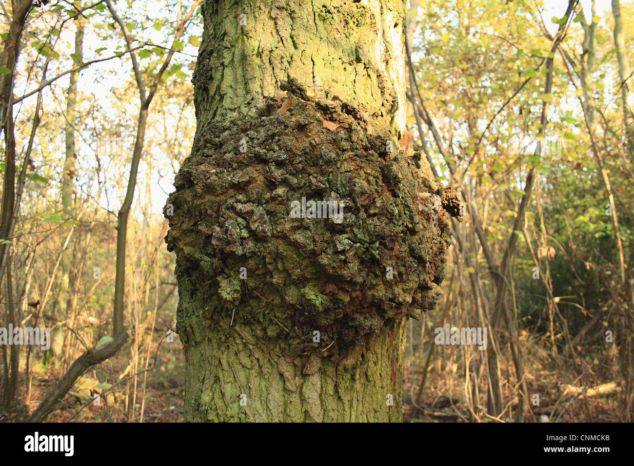 Common Oak Quercus robur close-up trunk burr growing ancient woodland ...