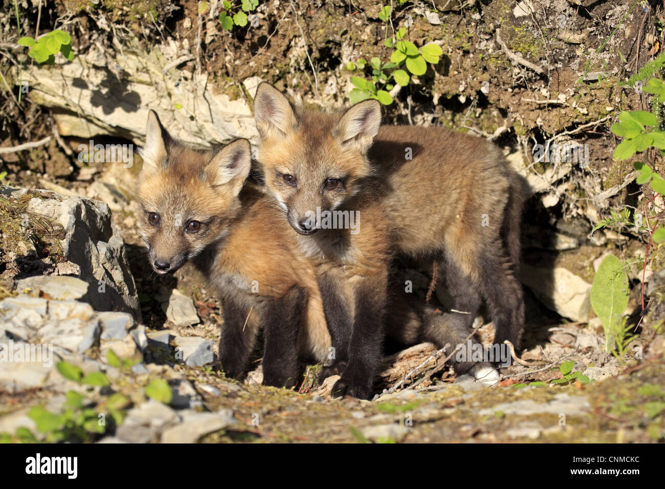 American Red Fox (Vulpes vulpes fulva) two ten-weeks old cubs, at den ...