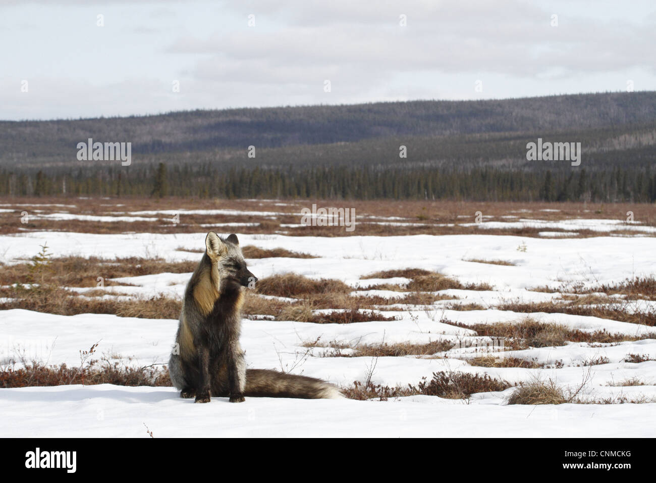 Cross phase red fox hi-res stock photography and images - Alamy