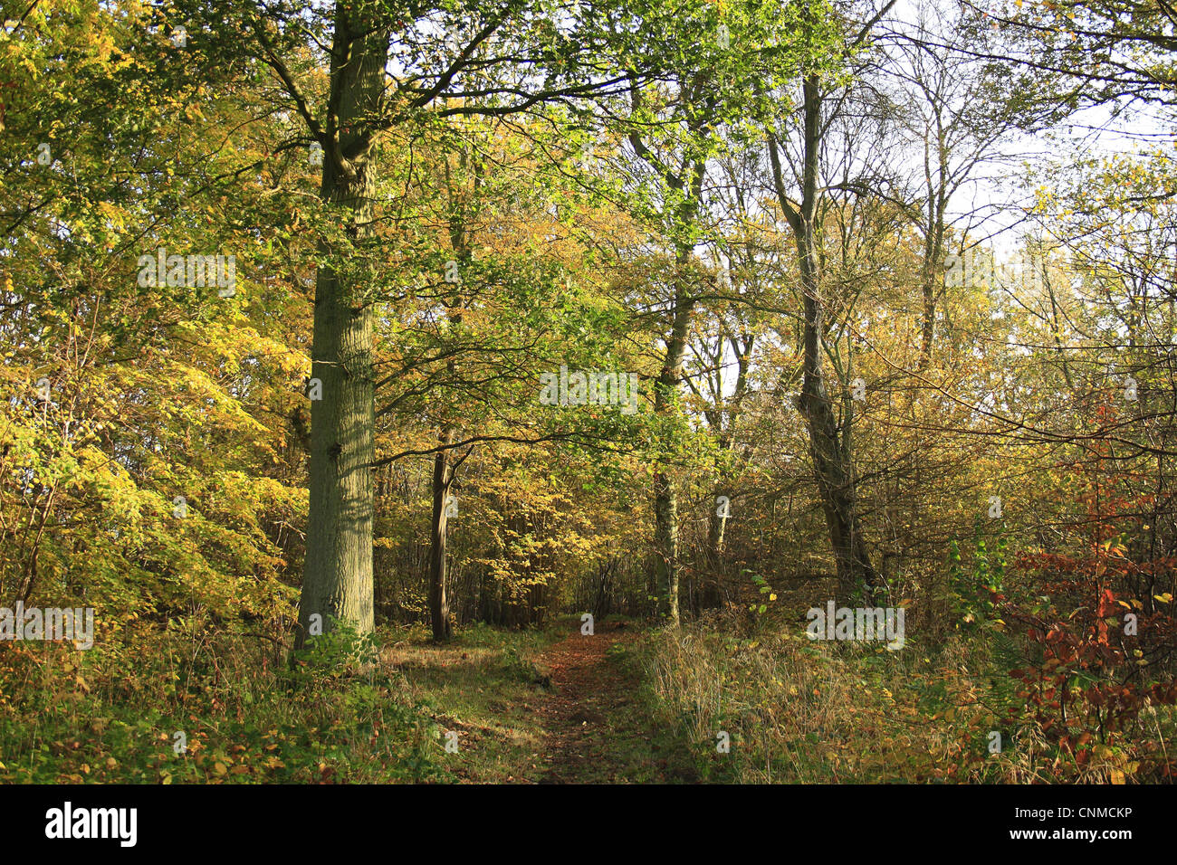 Common Oak Quercus robur European Hornbeam Carpinus betulus ancient ...