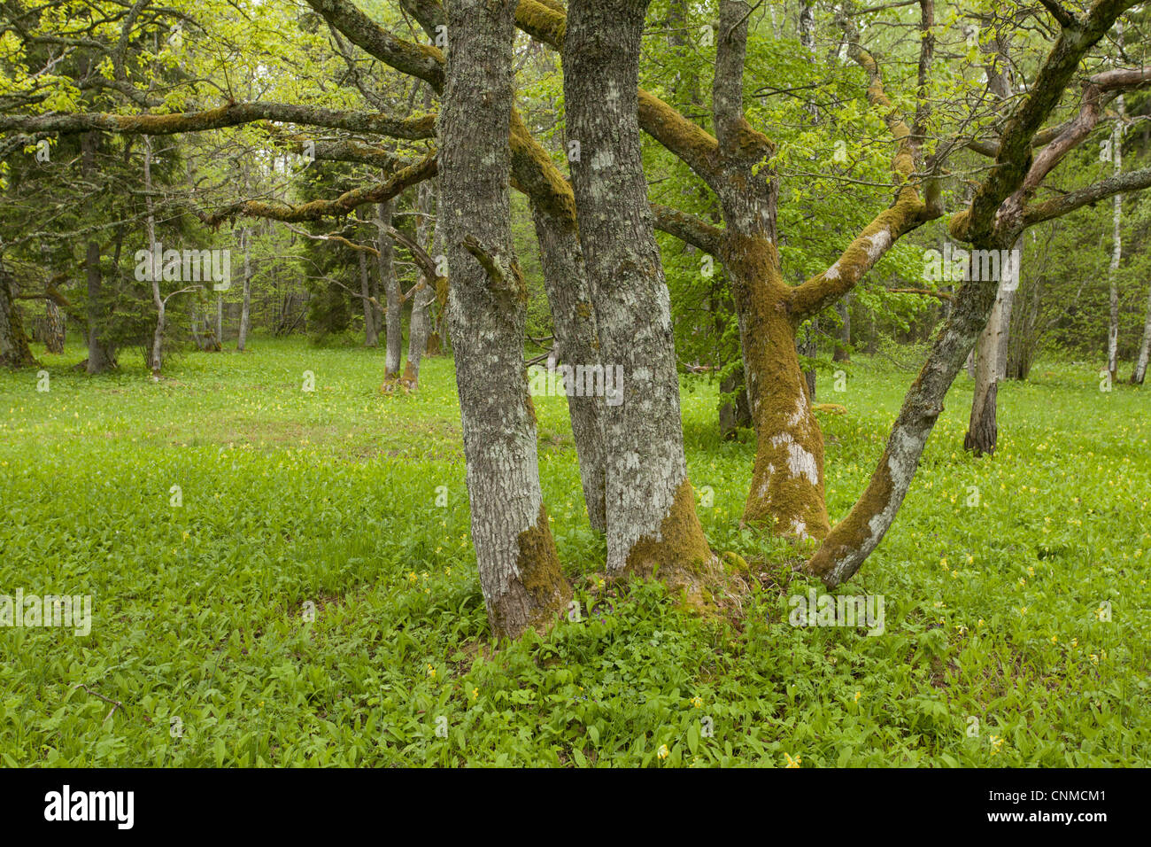 Common Oak Quercus robur coppiced trunk growing in wooded meadow ...