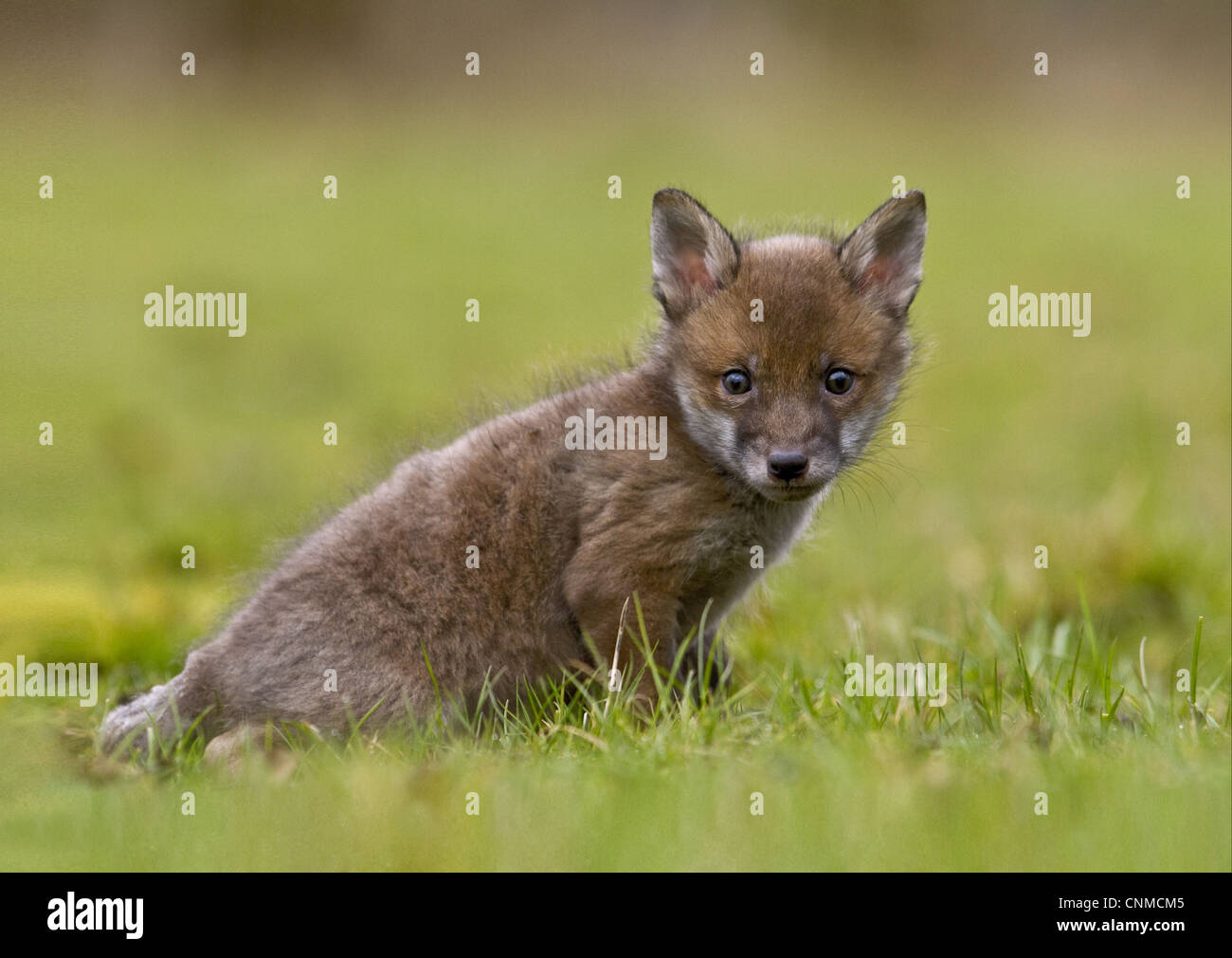 The old fox hi-res stock photography and images - Alamy