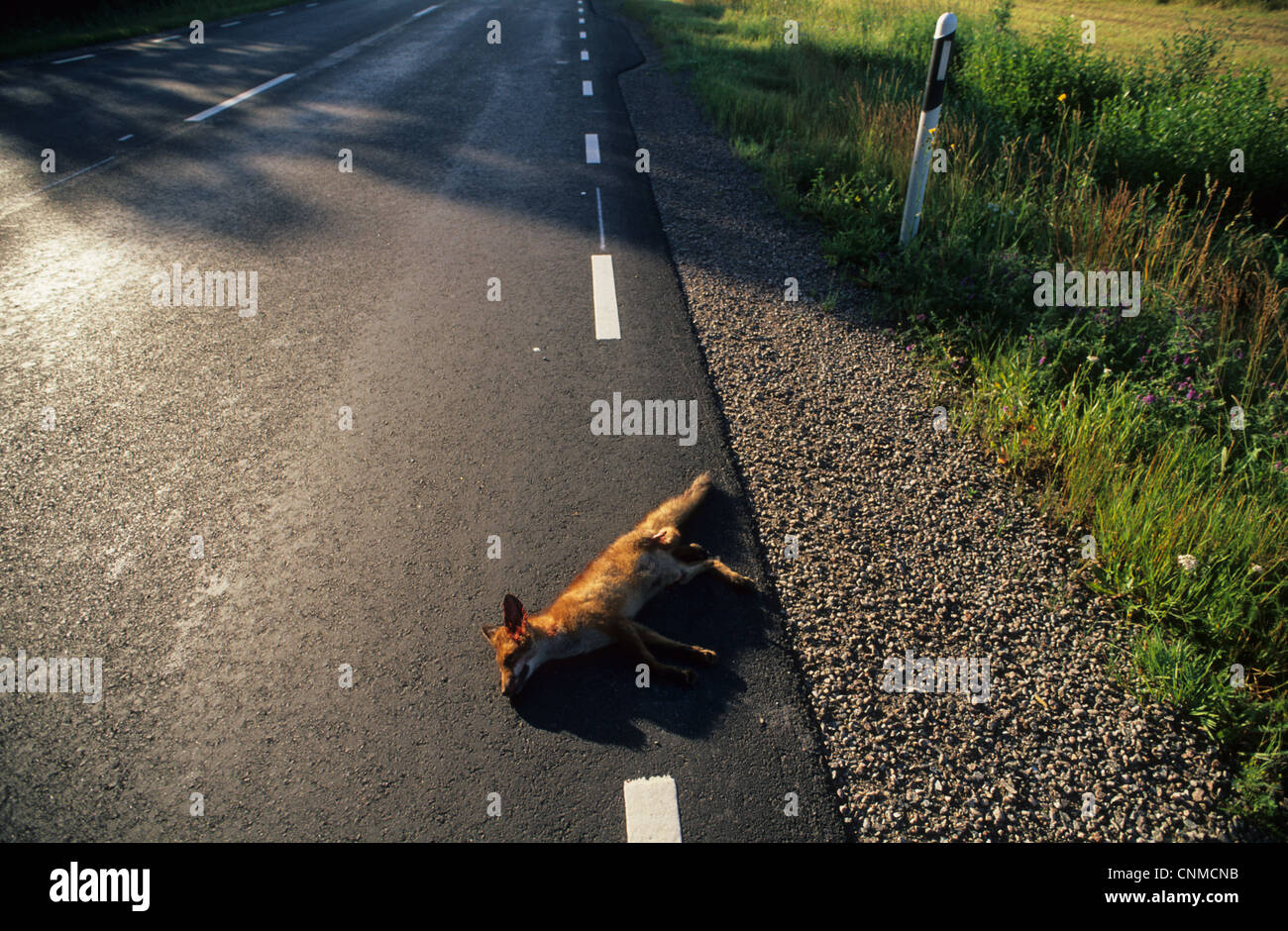 European Red Fox (Vulpes vulpes) dead adult, roadkill casualty on road ...