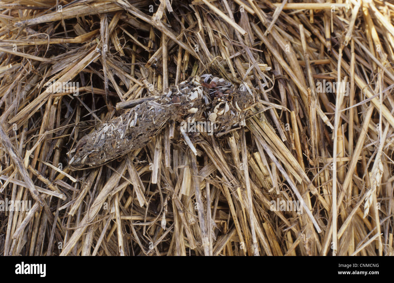 Fox poo faeces hi-res stock photography and images - Alamy