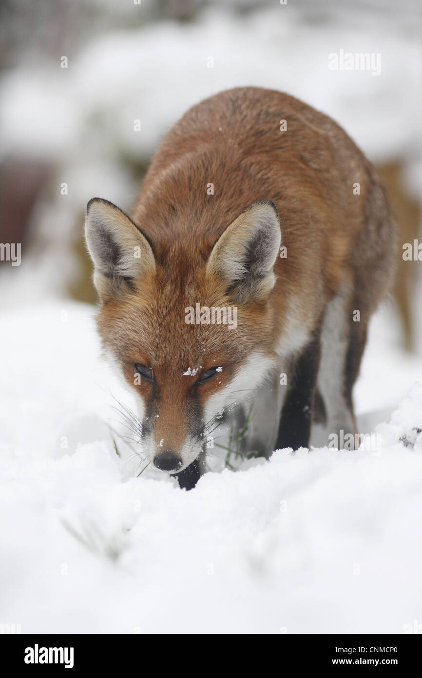 Red fox snow in garden hi-res stock photography and images - Alamy