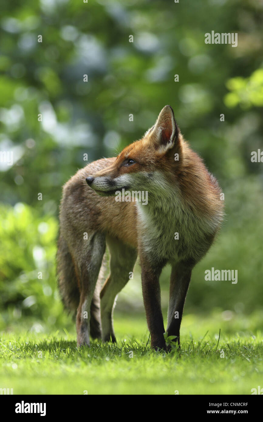 European Red Fox (Vulpes vulpes) adult, standing on lawn in urban ...