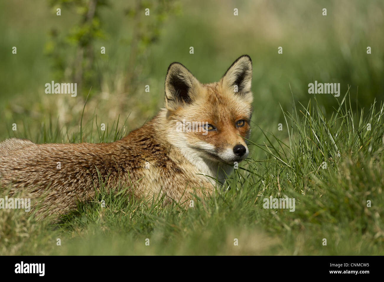 European Red Fox (Vulpes vulpes) adult female, resting on grass, Devon ...
