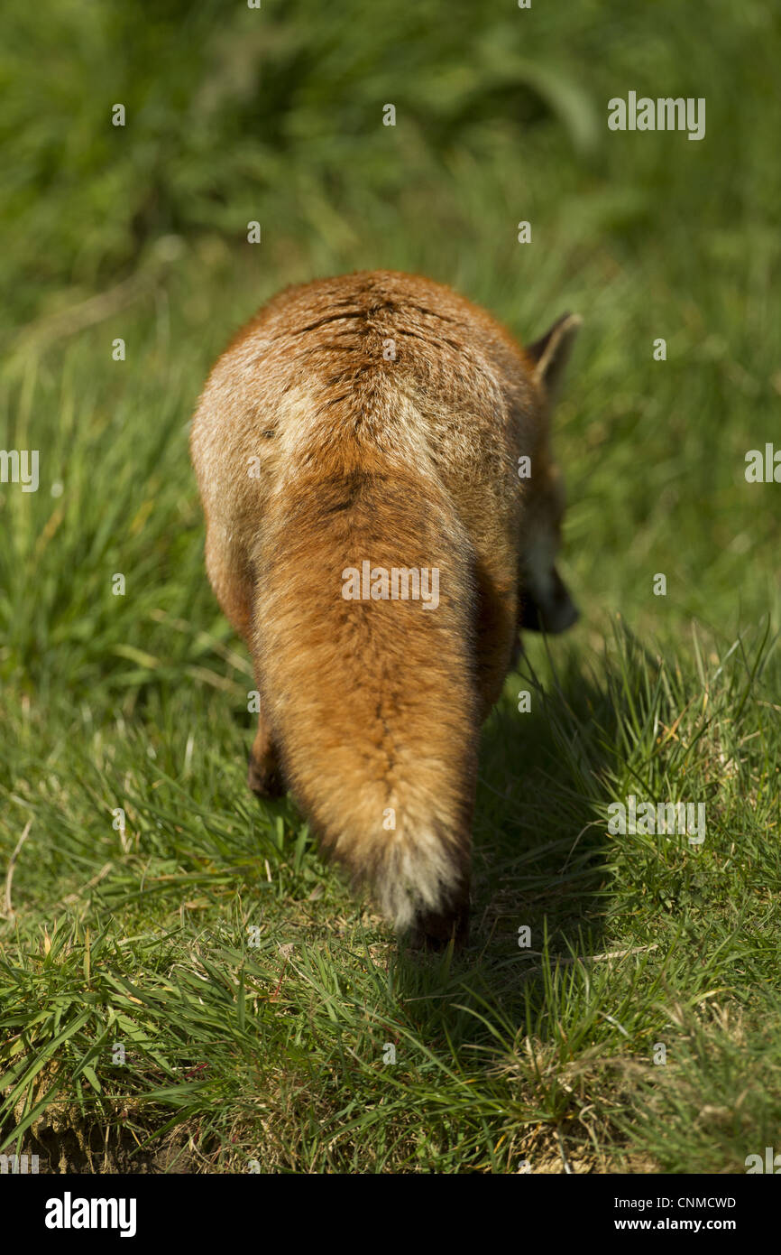 European Red Fox Vulpes Vulpes Adult Female Rear View Of Tail Devon England May Stock