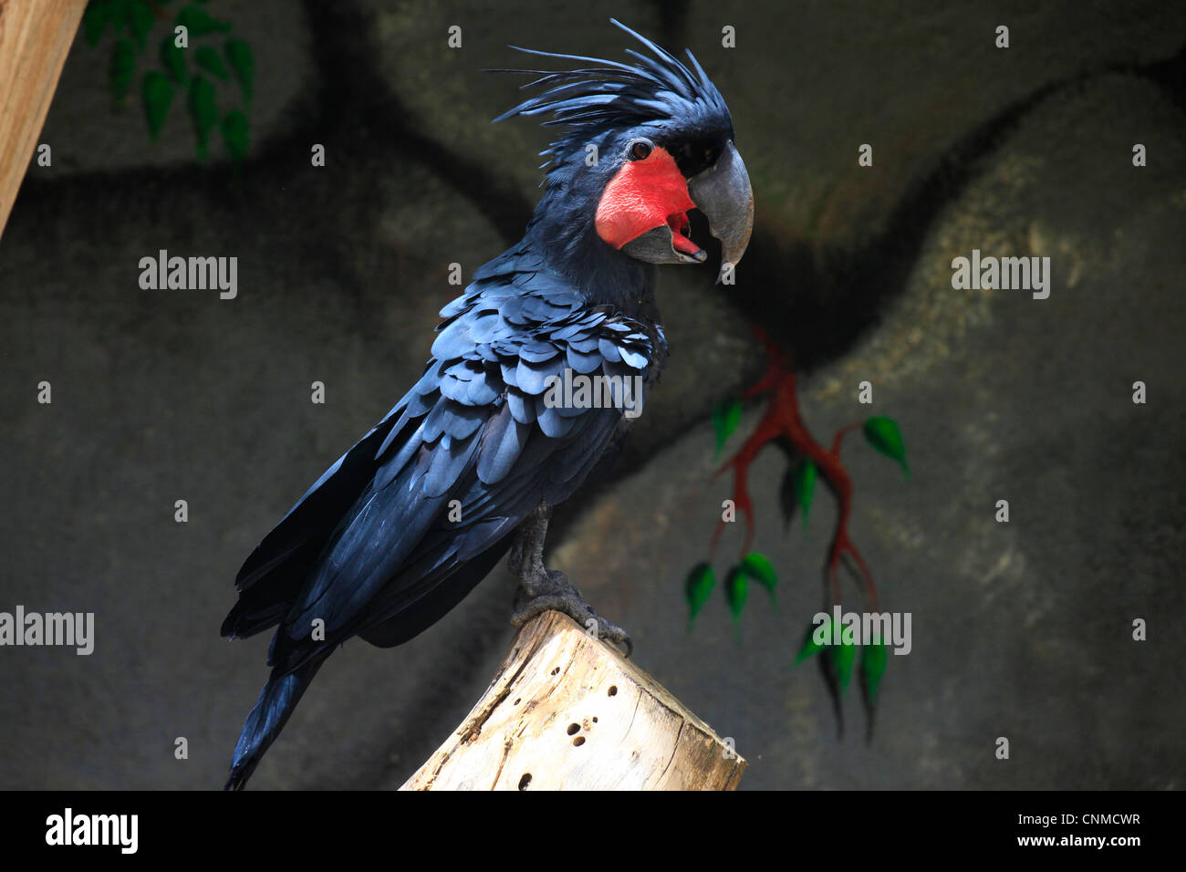A Palm Cockatoo parrot at the Ramat Gan Safari, officially known as the ...