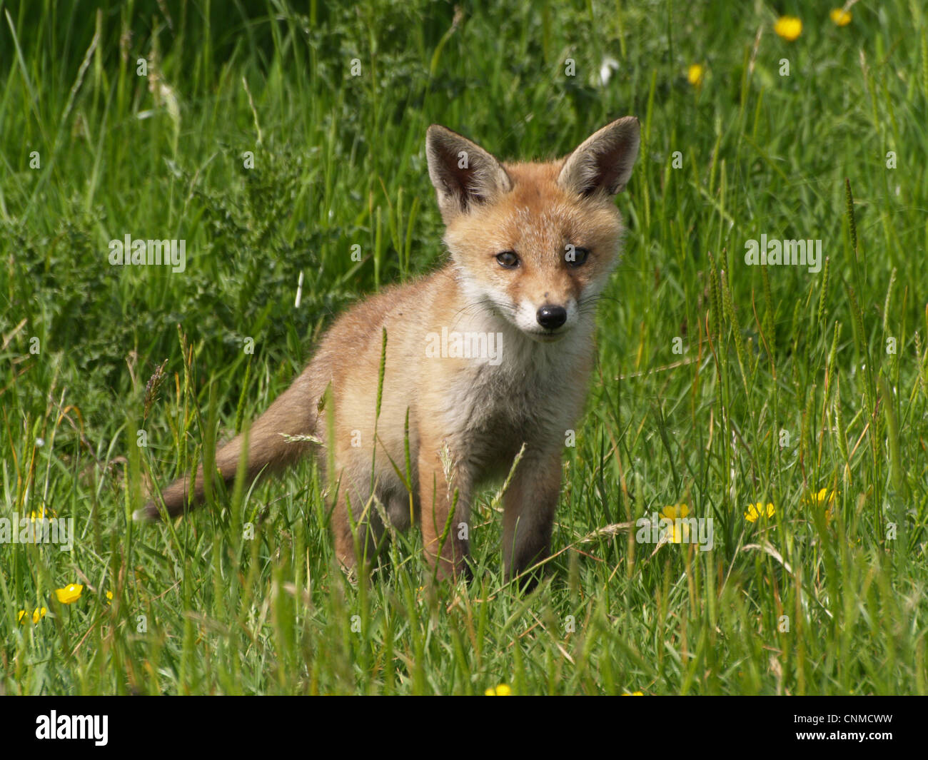 British fox cub hi-res stock photography and images - Alamy