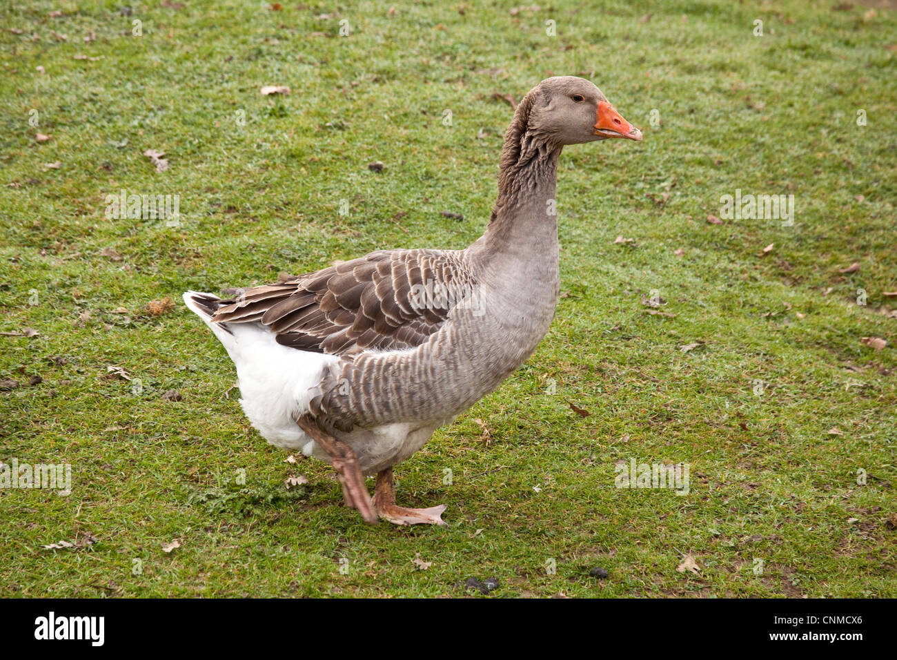 Toulouse geese goose bird hampshire hi-res stock photography and images ...