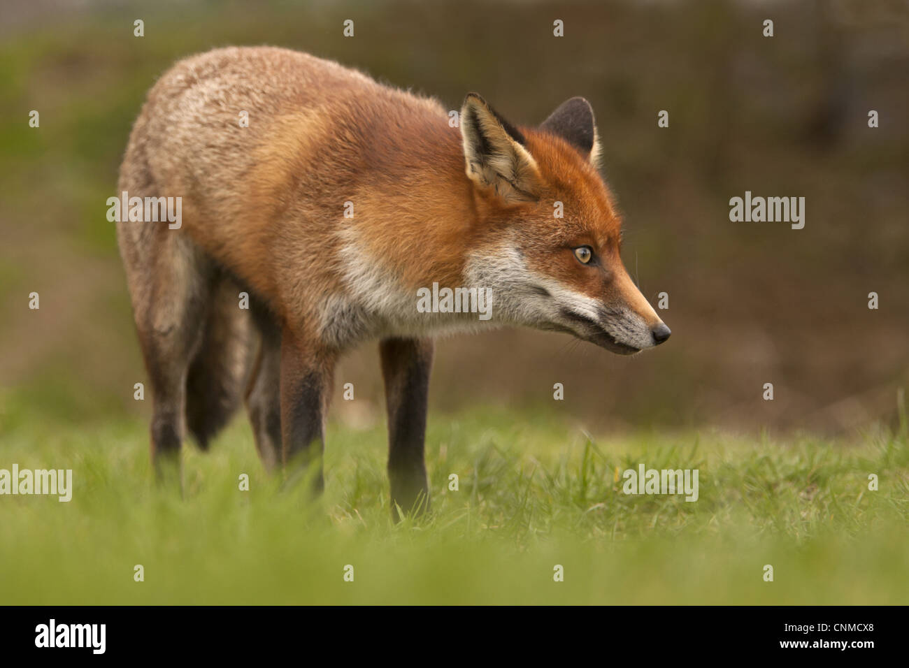 European Red Fox (Vulpes vulpes) adult, standing in grass, England ...