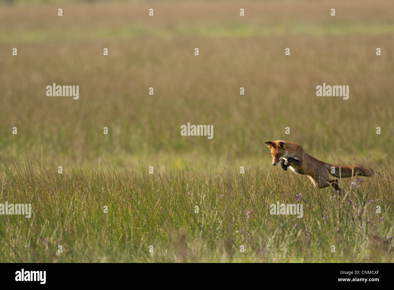 European Red Fox (Vulpes vulpes) adult, hunting, leaping on prey in ...