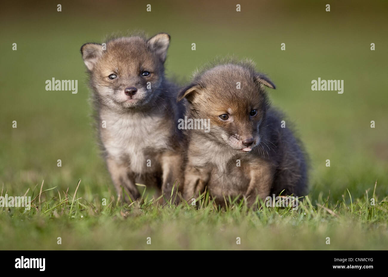 Two orphan cubs hi-res stock photography and images - Alamy