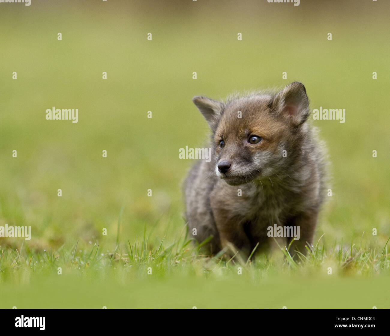 Rescue fox cub hi-res stock photography and images - Alamy