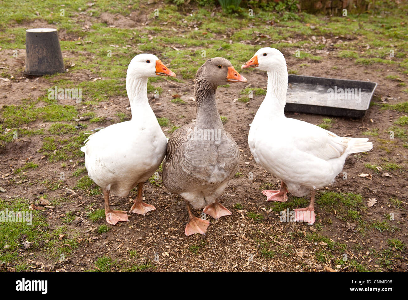 Farmyard Birds High Resolution Stock Photography and Images - Alamy